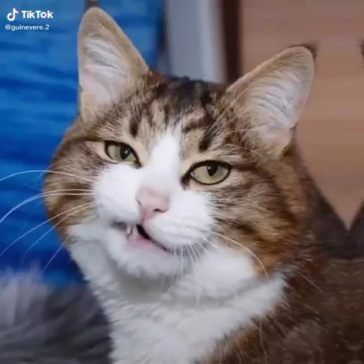 curt cat.......🥺💗🤧🦖 - TNAOT