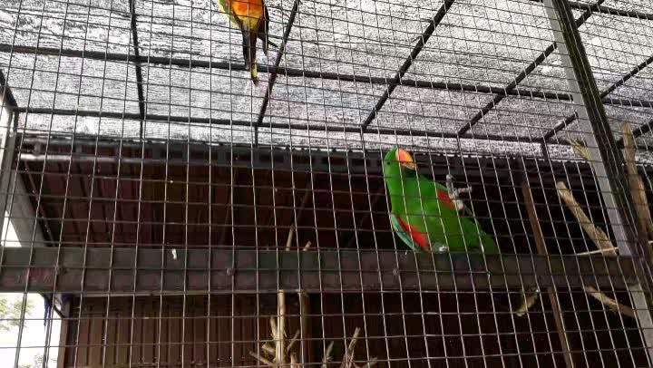 សេកនៅសួនសត្វ - TNAOT