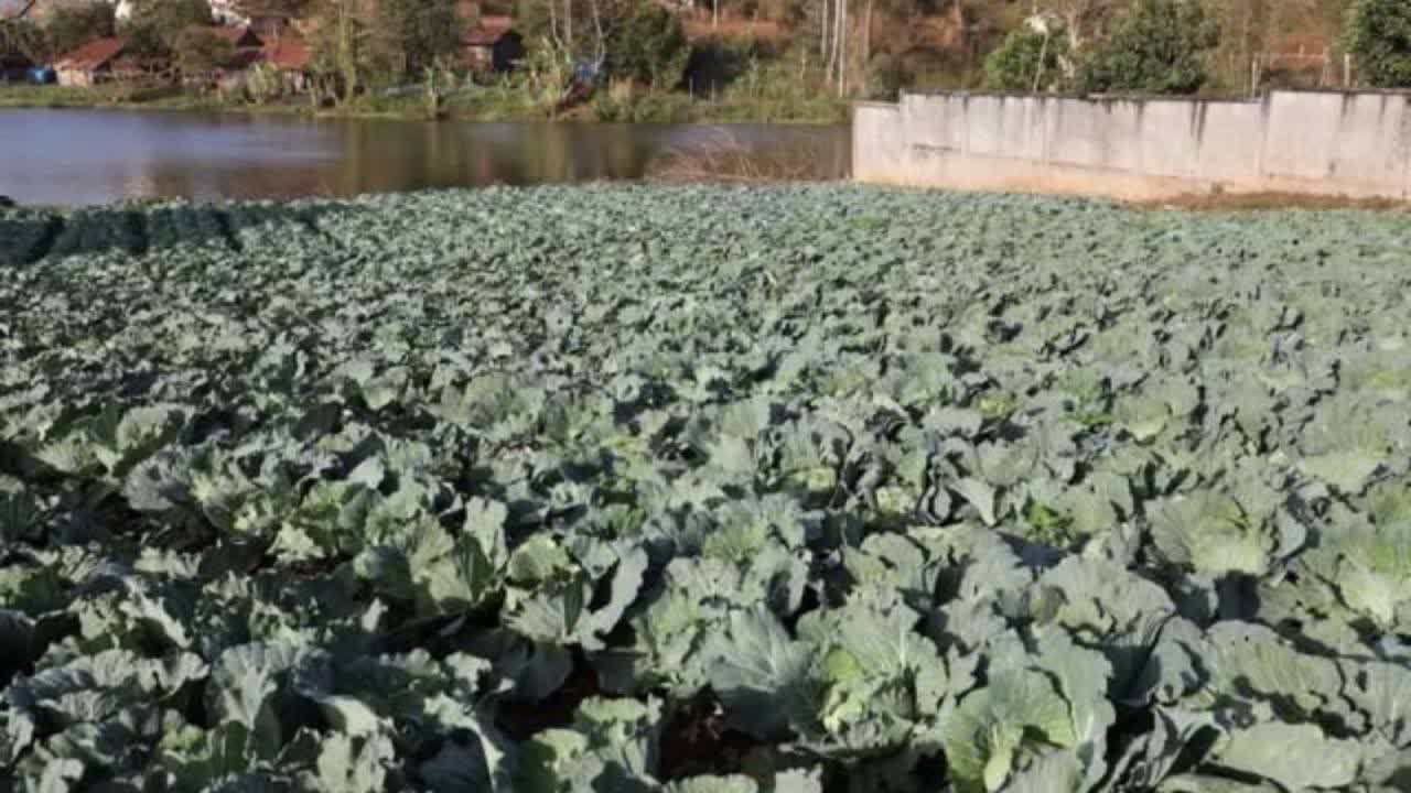 សណ្ឋានដី និងរបៀបដាំស្ពៃក្ដោប ដើម្បីទទួលបានទិន្នផលខ្ពស់ - TNAOT